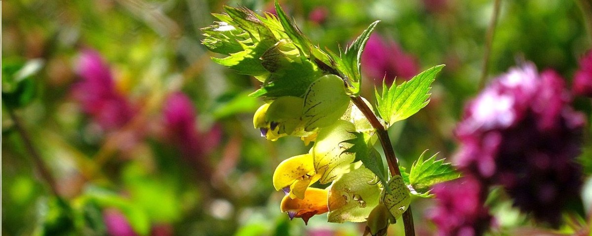 Bees behaving badly: Thievery and social learning in invertebrates ...